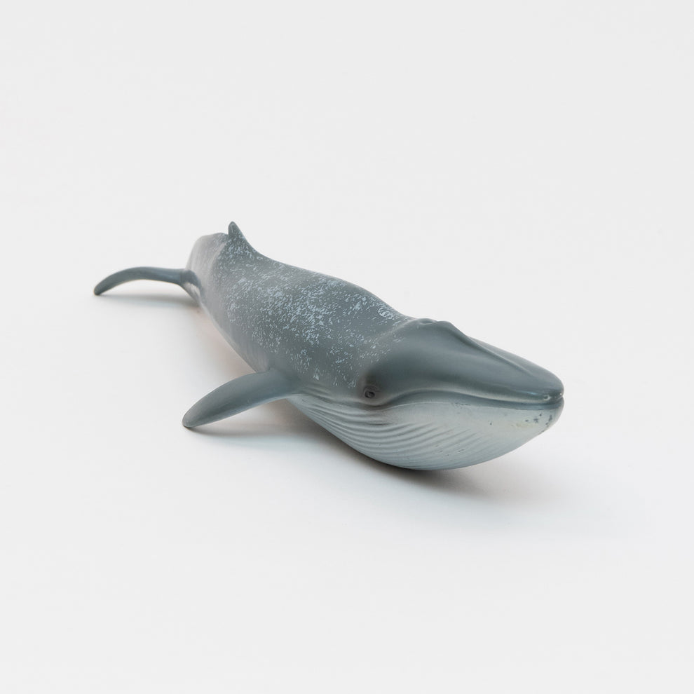 Blue Whale Model – National Maritime Museum Cornwall