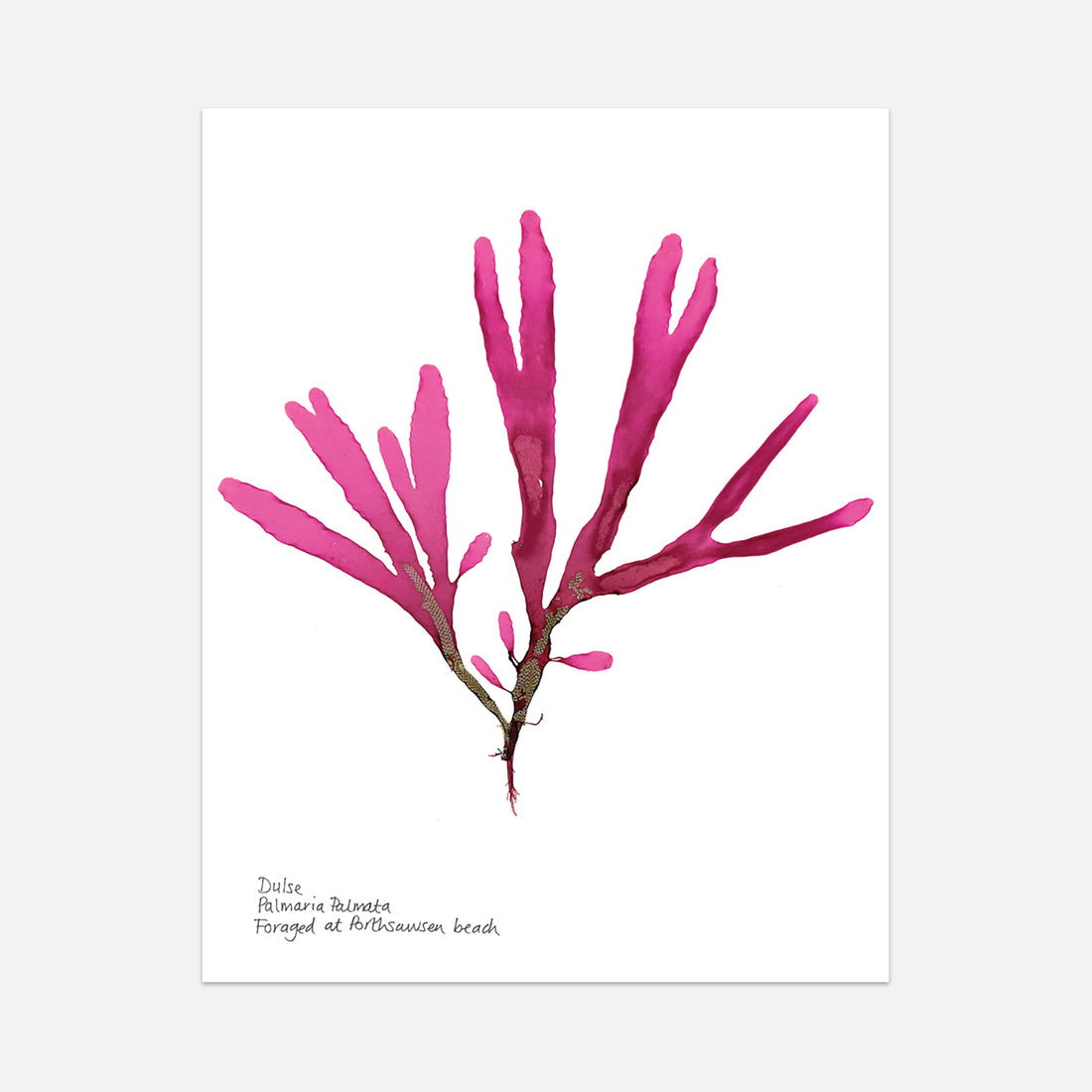 Dulse Seaweed Print (10 x 8) – National Maritime Museum Cornwall